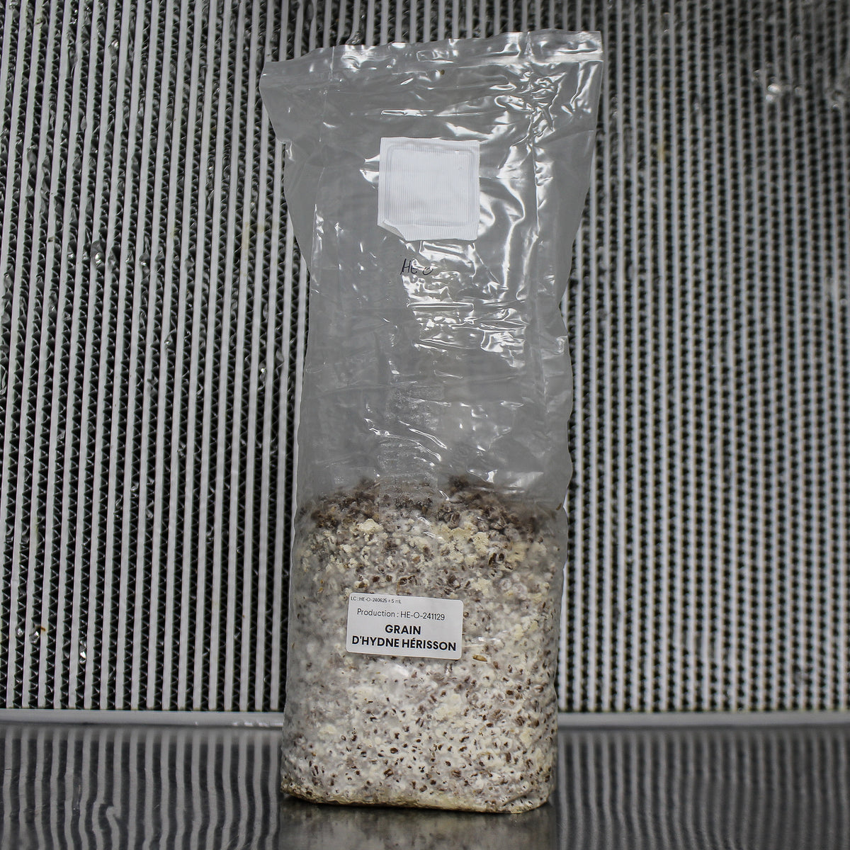 Hericium erinaceus Grain Spawn Mycelium – Productive Lion's mane ...