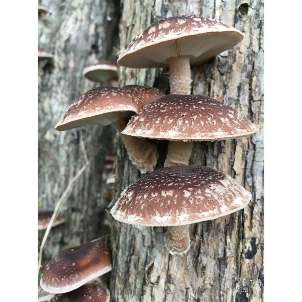 Shiitake Plug Spawn – Mycoboutique